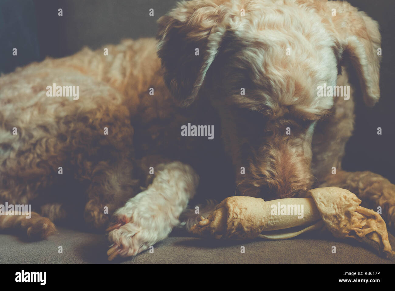 Isolated dog bone hi-res stock photography and images - Alamy