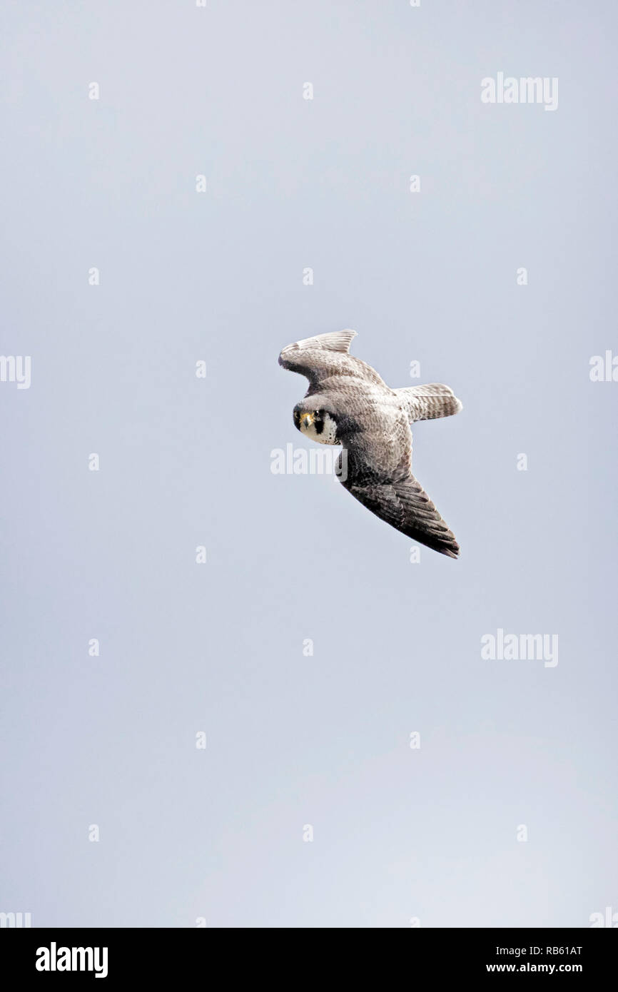 Peregrine falcon (Falco peregrinus) , female, breeding in nesting box ...