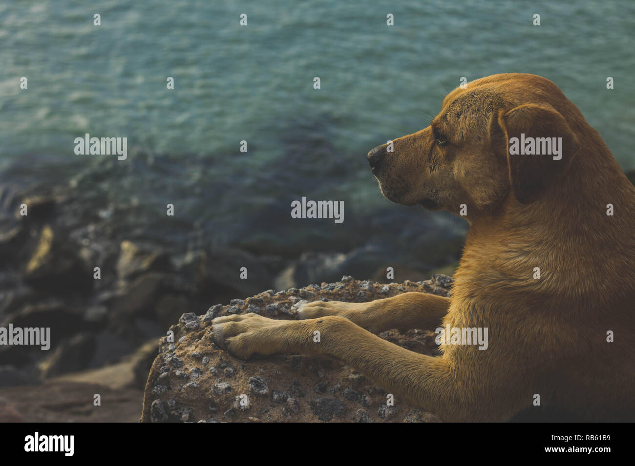 Blue gold ocean dog hi-res stock photography and images - Alamy