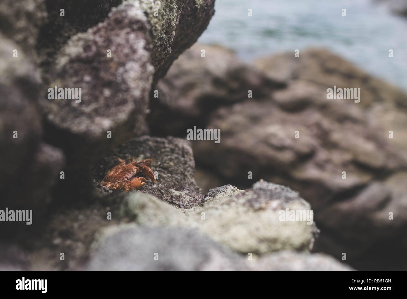 Crab rocks hi-res stock photography and images - Alamy