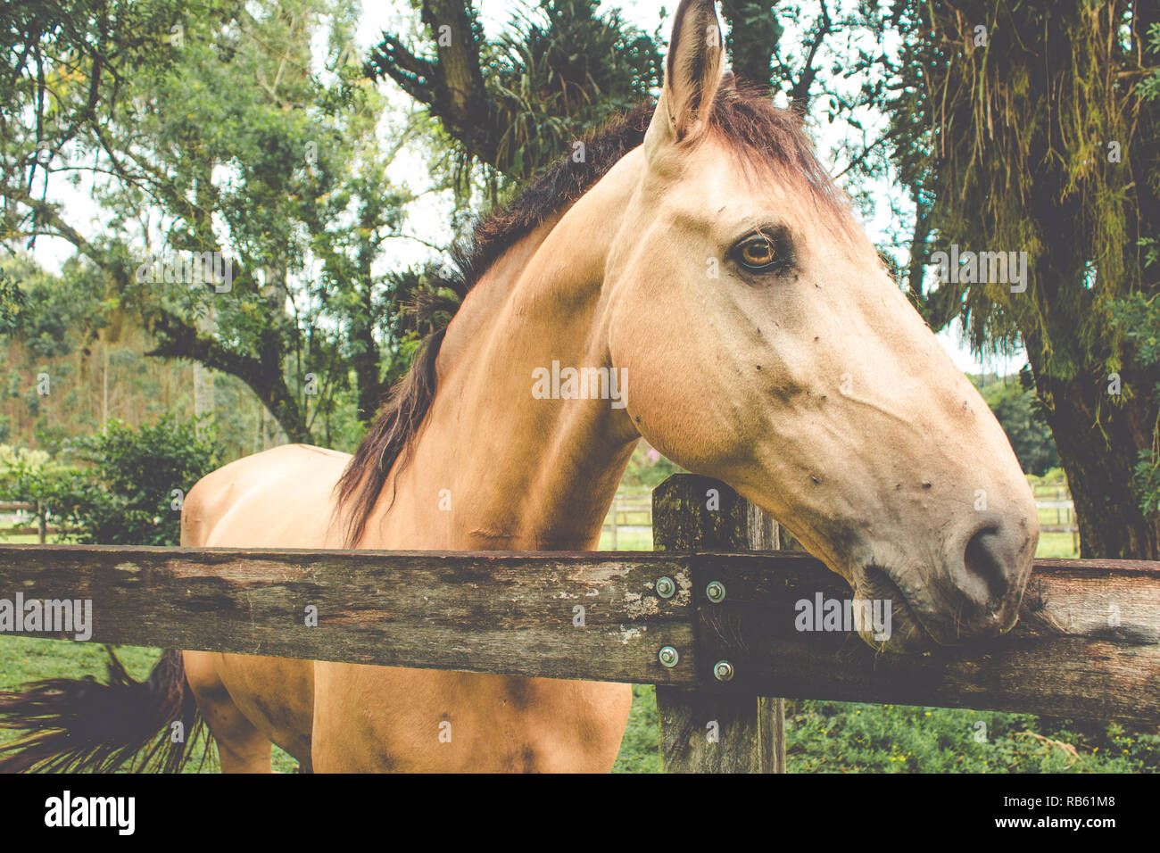 Beautiful brown horse at paddock fence Stock Photo - Alamy