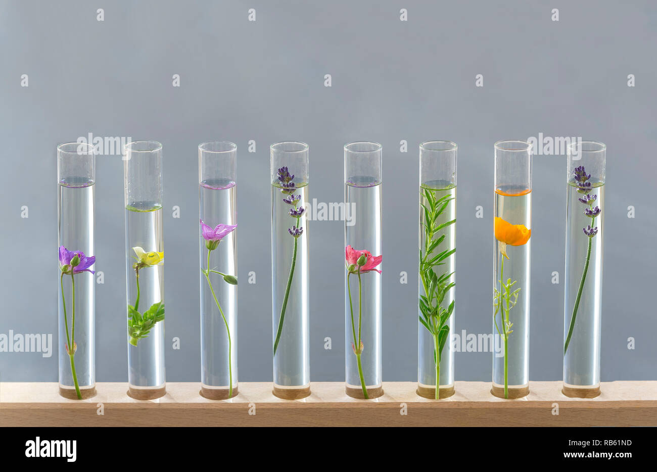 Flowers in test tubes Stock Photo - Alamy