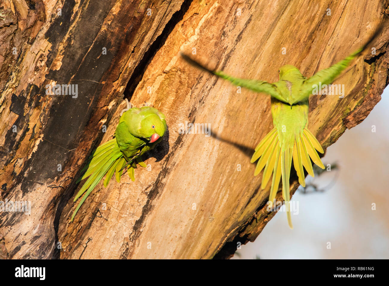 Rose-ringed parakeet (Psittacula krameri), also known as the ring ...