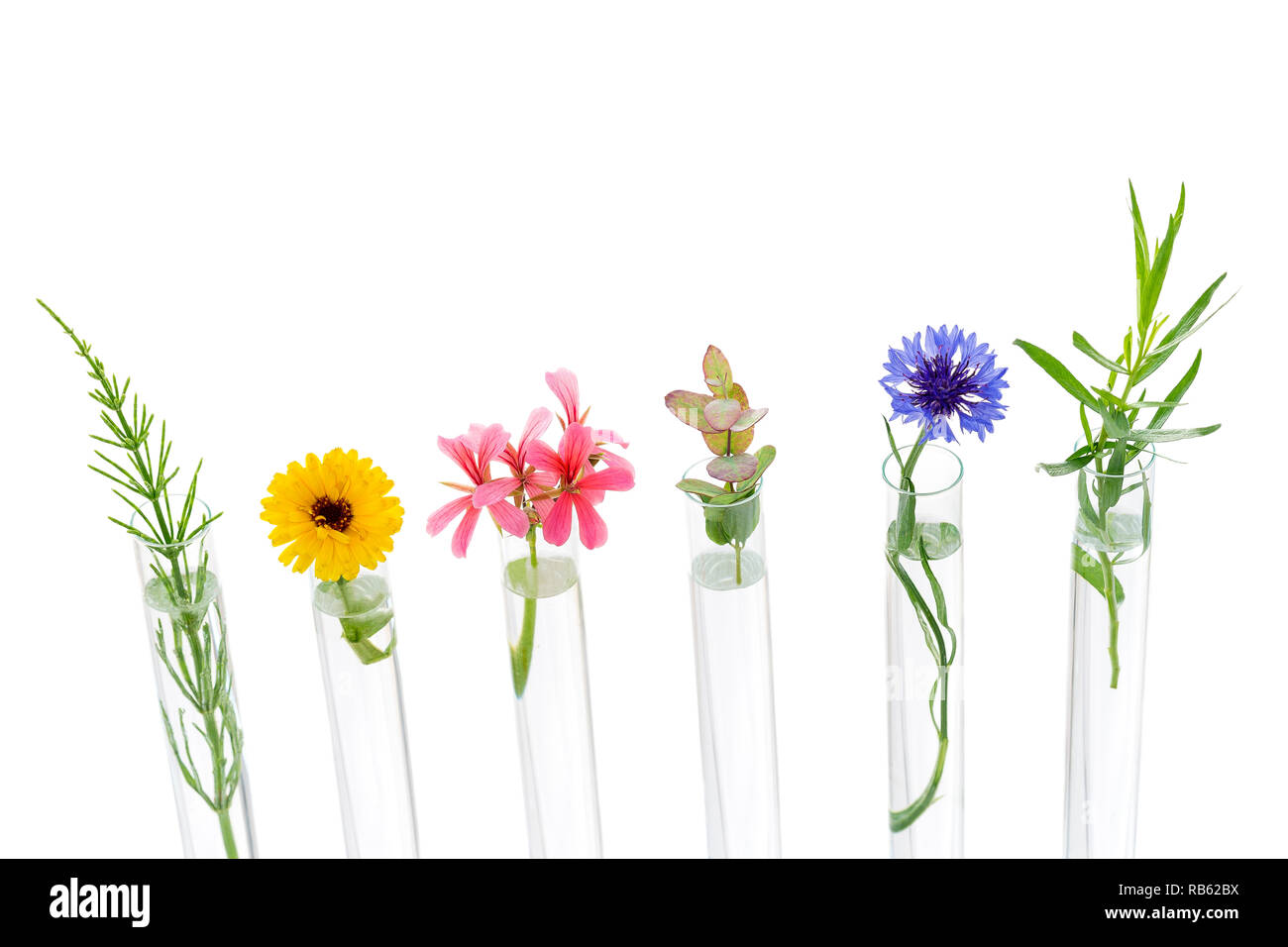 Beautiful flowers on test tube in laboratory, scientist experiment on ...