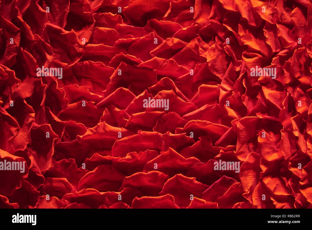 red rose petals many of Stock Photo - Alamy