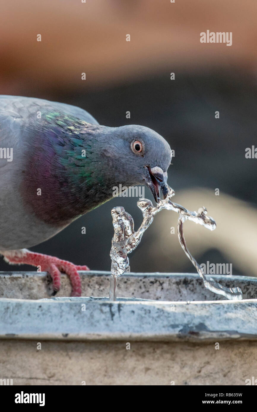 Pigeon drinking at water tap. Mercator Plein, Amsterdam, The ...