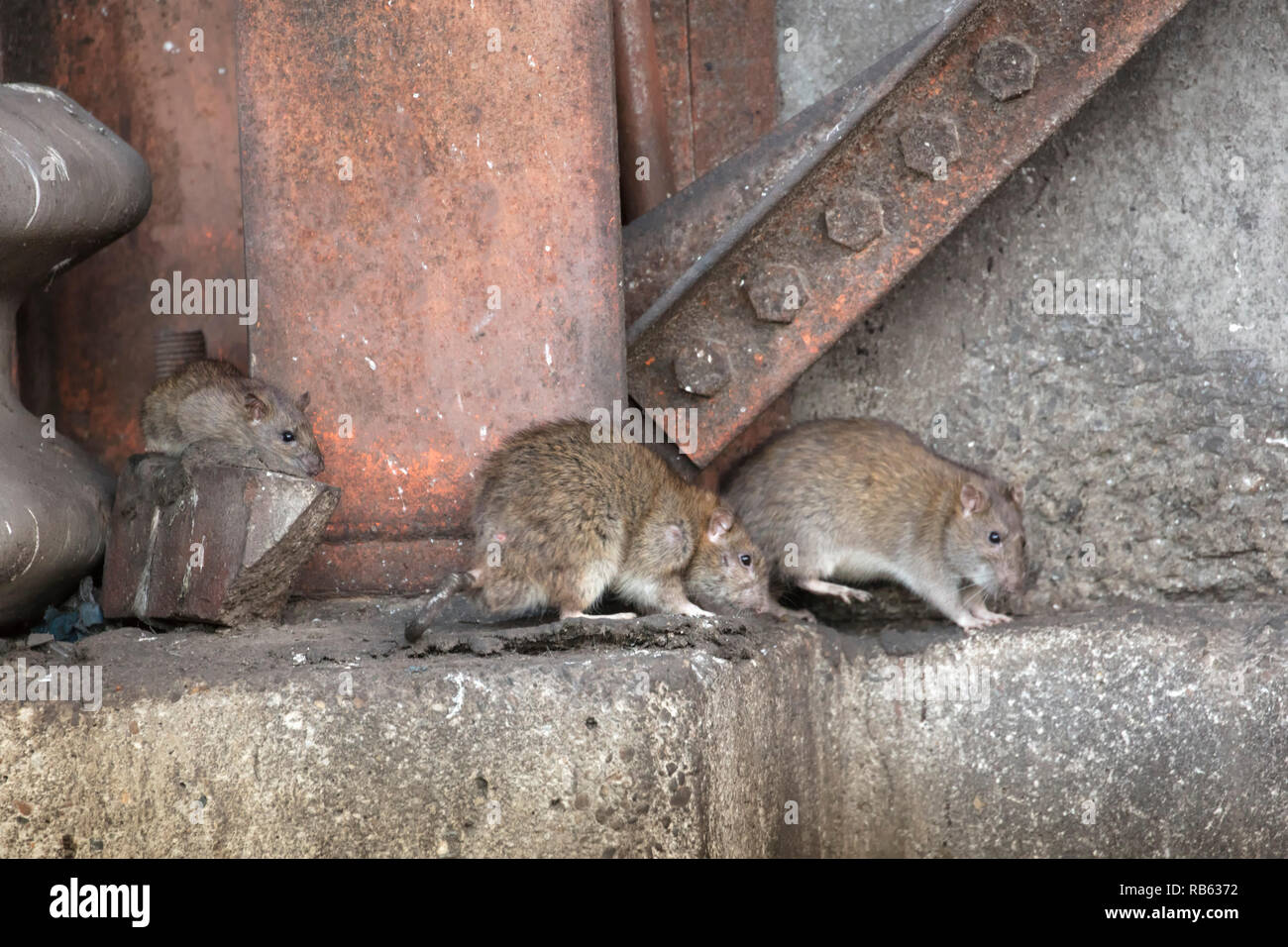 Garbage rats hi-res stock photography and images - Alamy