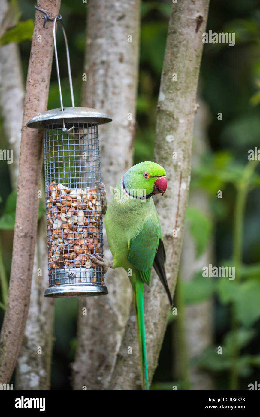 The Netherlands, Amsterdam, Rose-ringed parakeet (Psittacula krameri ...