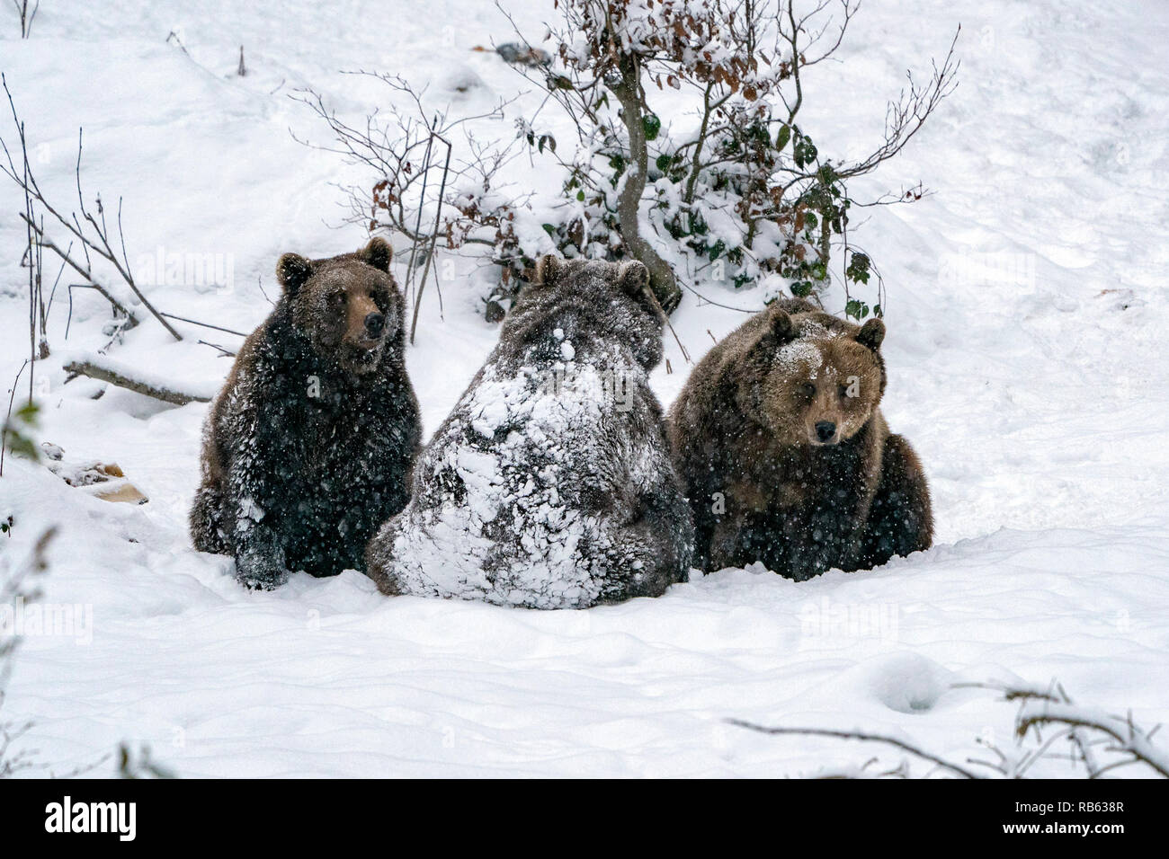 brown bear in the snow in winter Stock Photo - Alamy