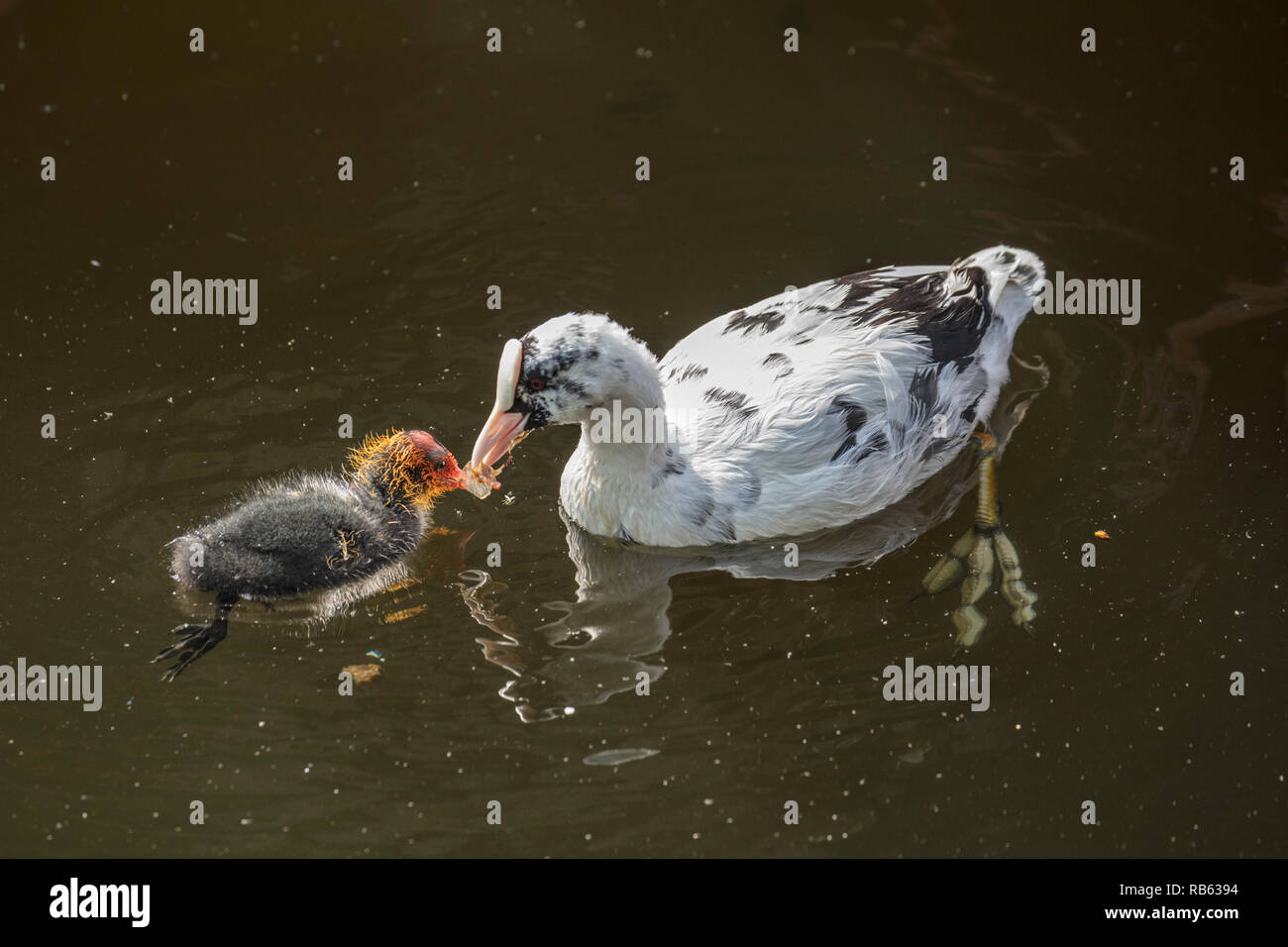 The Netherlands, Amsterdam, Family of Eurasian coot or common coot ...