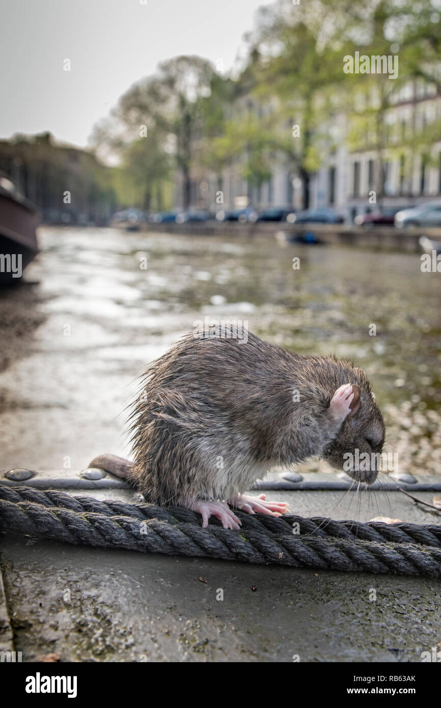 Rattus norvegicus canal hi-res stock photography and images - Alamy