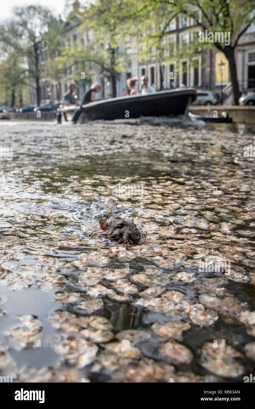 The Netherlands, Amsterdam, brown rat (Rattus norvegicus) in canal in ...