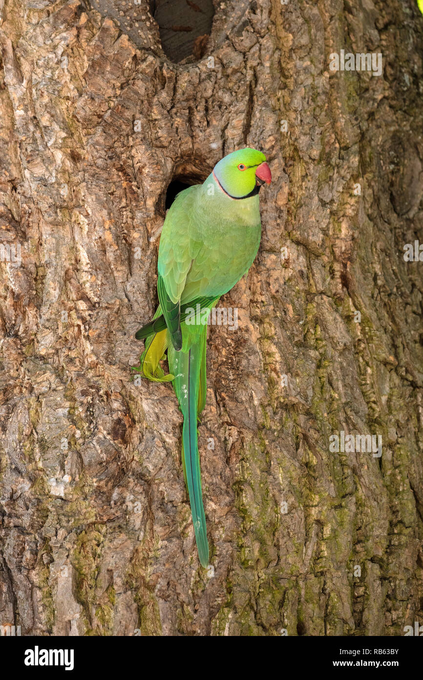 The Netherlands, Amsterdam, Sarphati Park, Rose-ringed parakeet ...