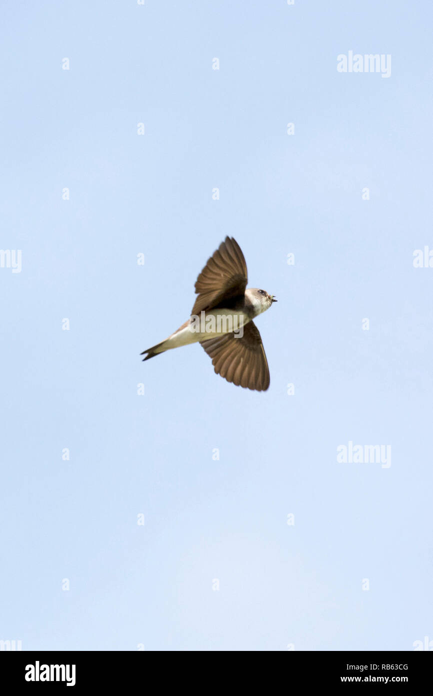 The Netherlands, Amsterdam, Zeeburgereiland. Sand martin (Riparia ...