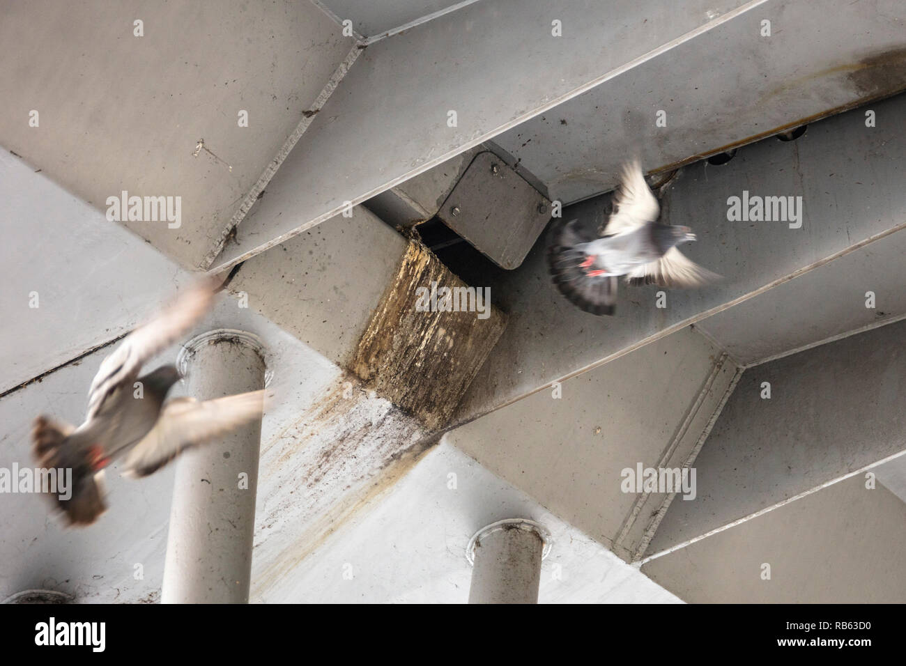 The Netherlands, Amsterdam, Central Station, Pigeons nesting under ...