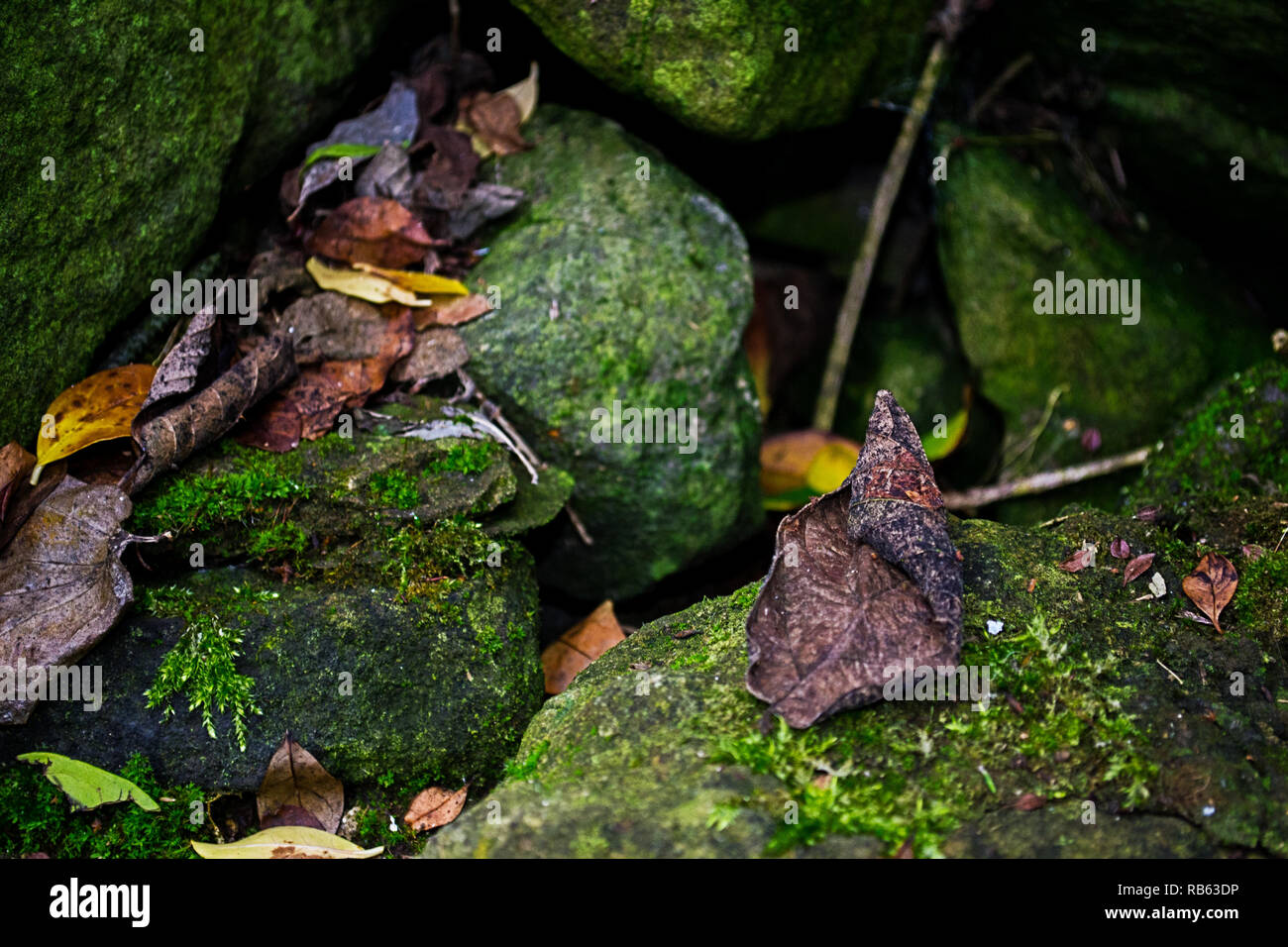 Large Green Mossy Rocks Covered with Autumn Leaves With Blurred ...
