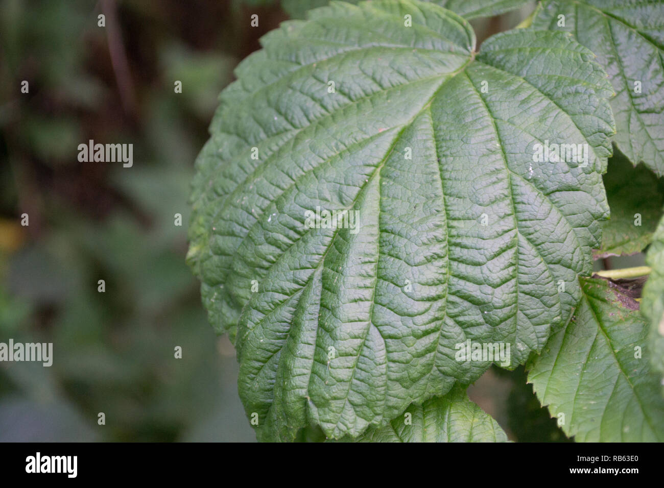 Common Green Alder Leaf With Blurred Autumn Background Stock Photo - Alamy