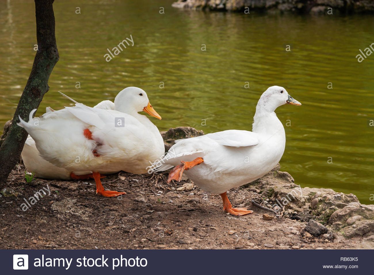 Tuck Position High Resolution Stock Photography and Images - Alamy