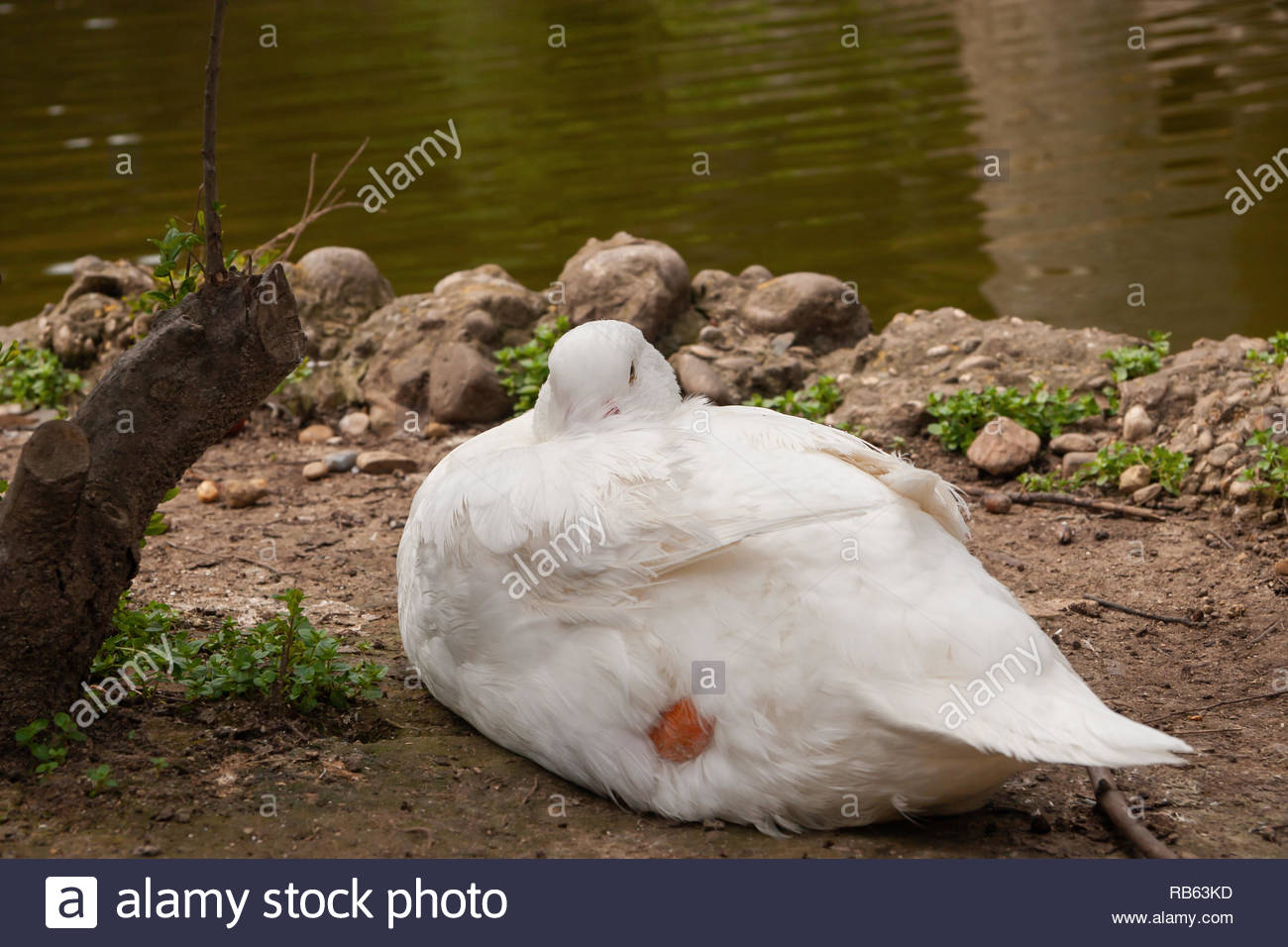 Duck Feet High Resolution Stock Photography and Images - Alamy