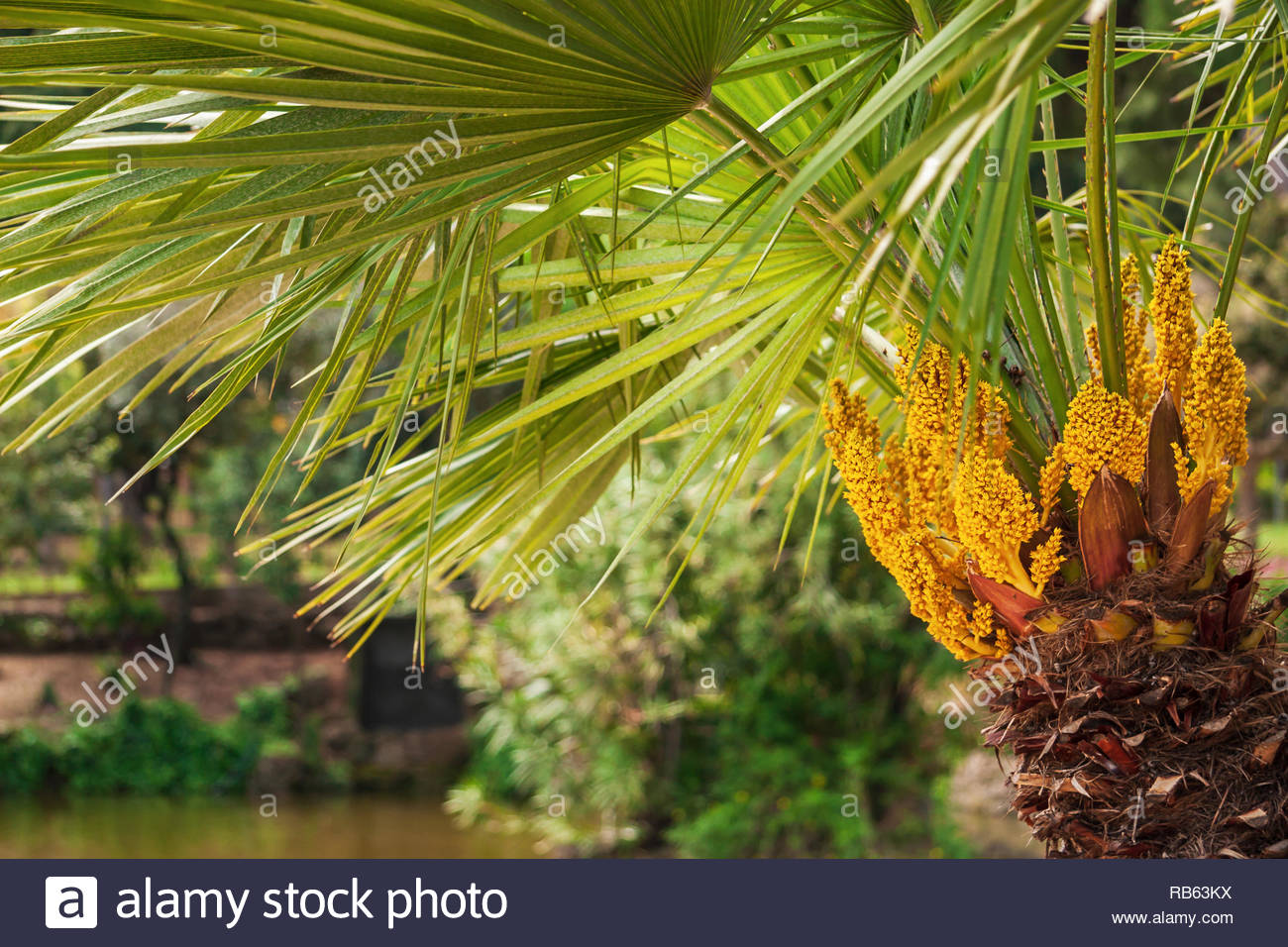 Fan Palm Flowers High Resolution Stock Photography and Images - Alamy