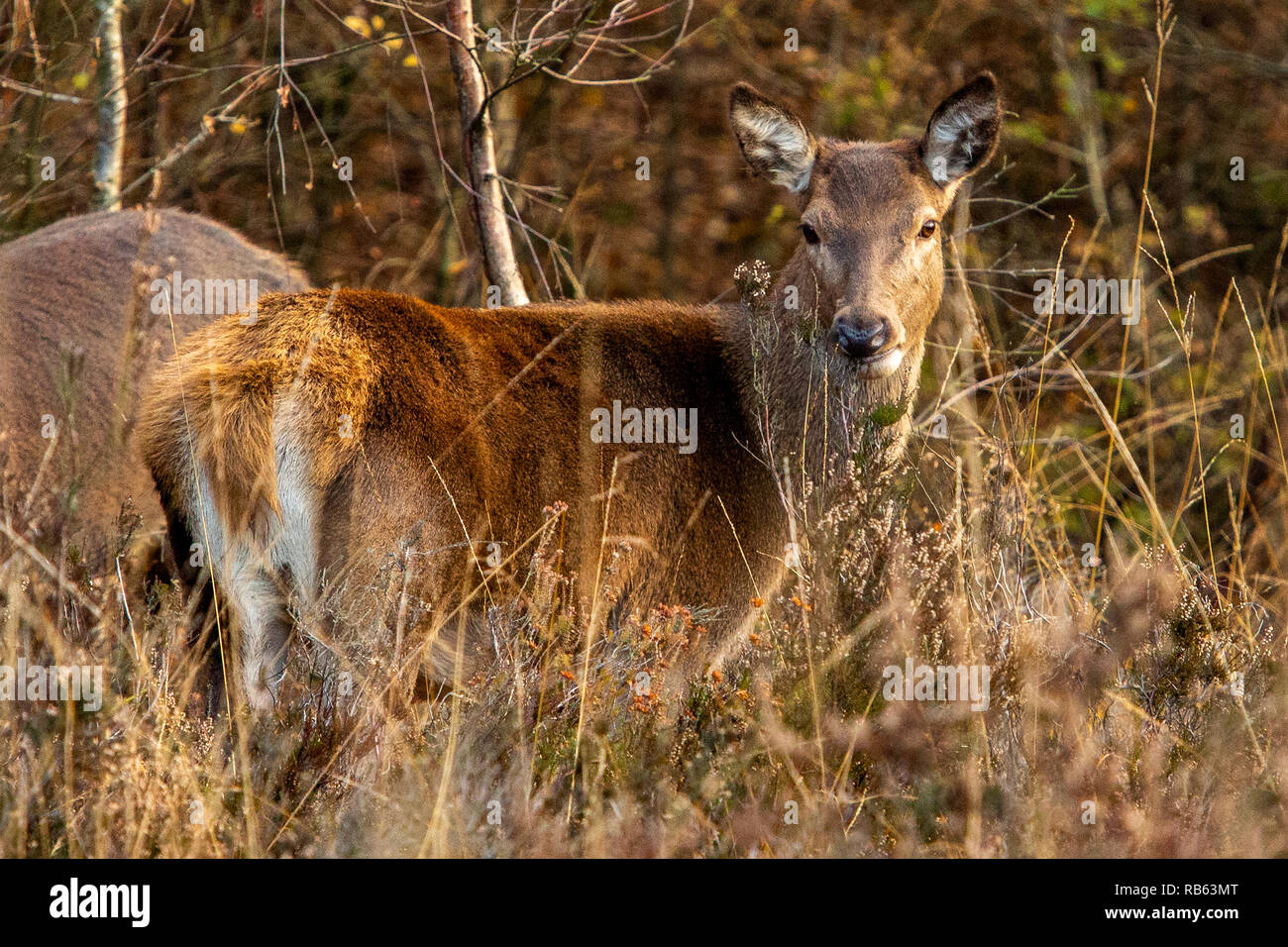 Stag stag hi-res stock photography and images - Alamy