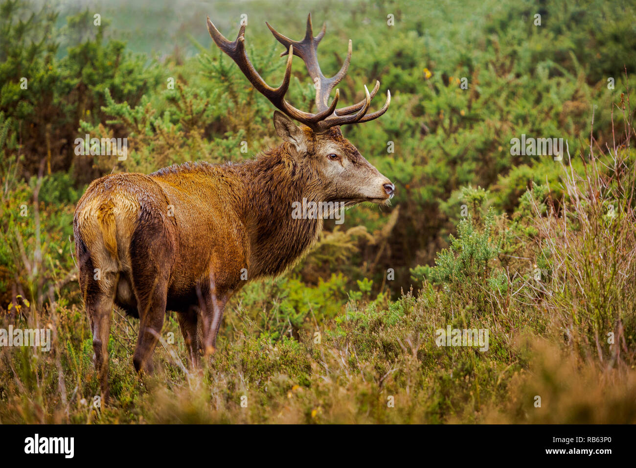 Big Red stag on Chasewater uk Stock Photo - Alamy