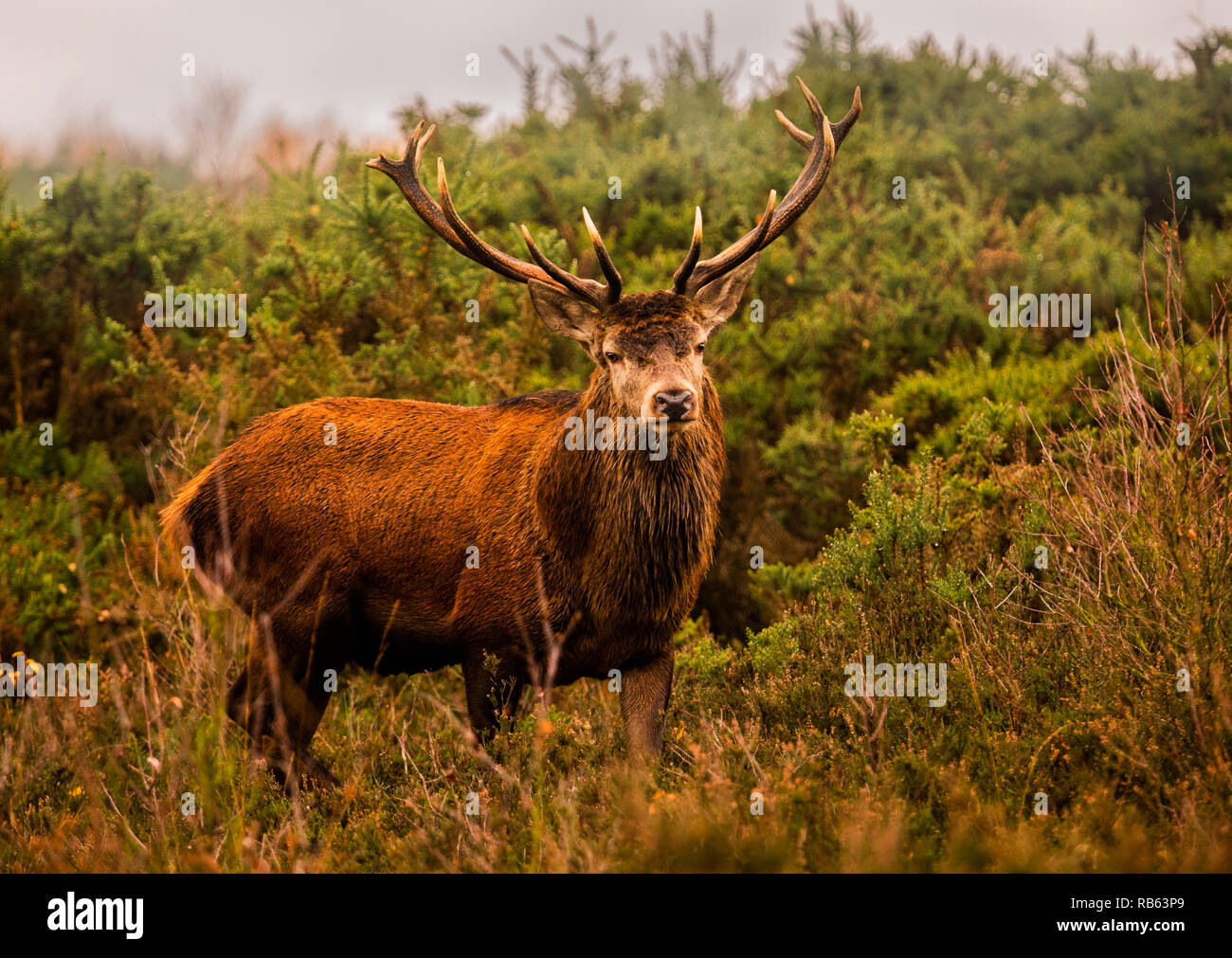 Stag facing you hi-res stock photography and images - Alamy