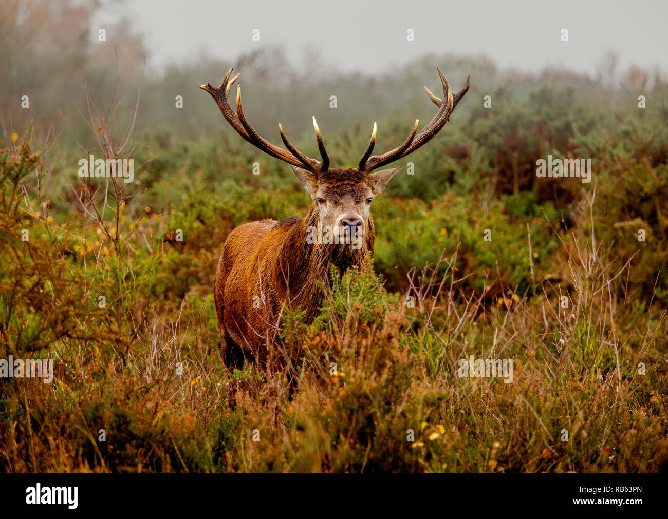 Big Red stag on Chasewater uk Stock Photo - Alamy