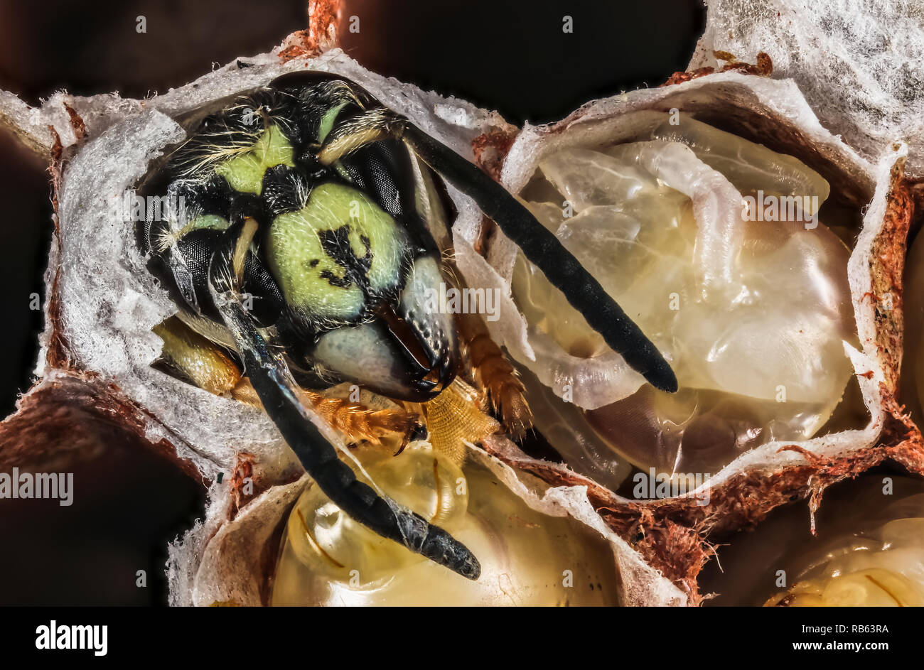 Wasp worker emerging from pupa cell in nest, other pupa and larva ...