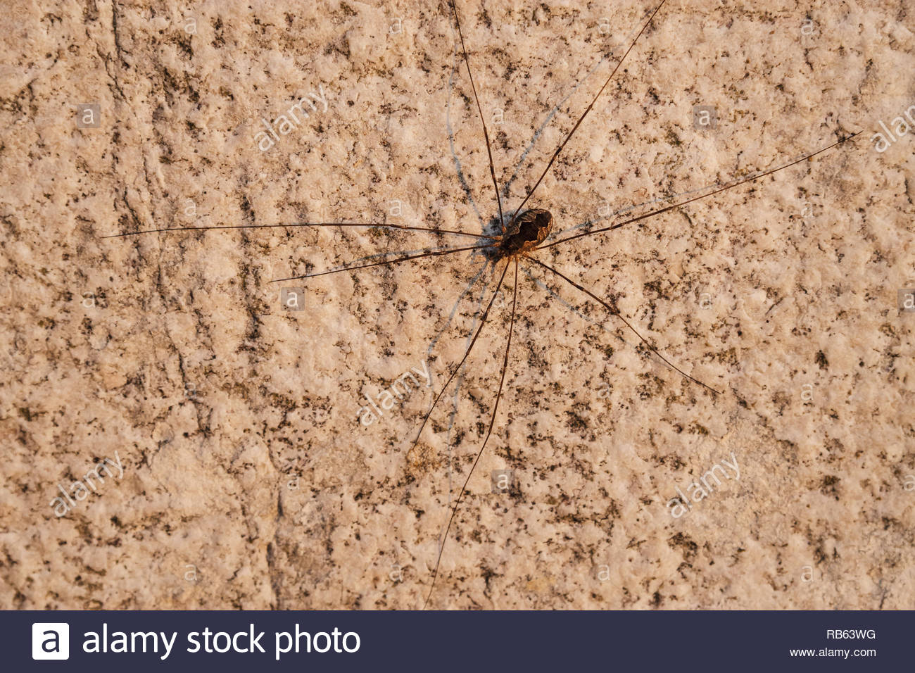 Long Legged Spider High Resolution Stock Photography and Images - Alamy