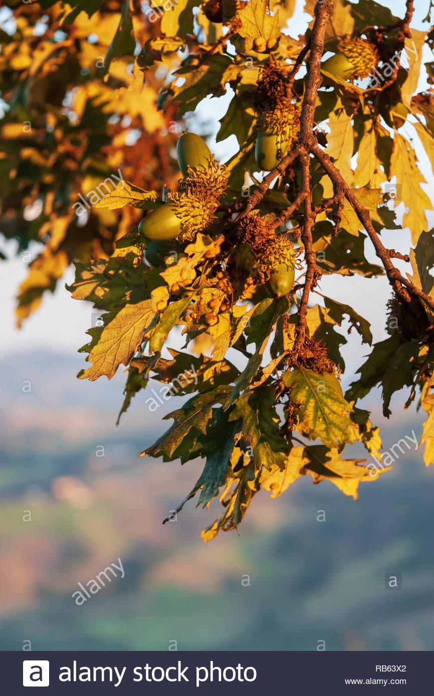 Oak Tree No Leaves High Resolution Stock Photography and Images - Alamy