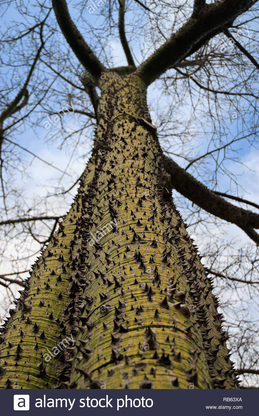 Silk Floss Tree Stock Photos & Silk Floss Tree Stock Images - Alamy