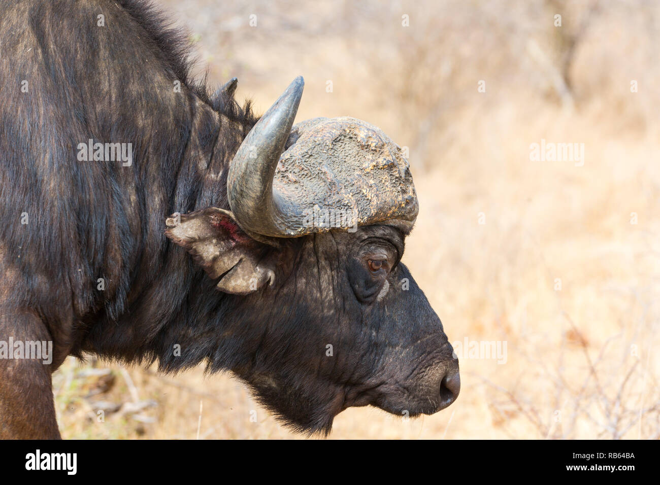 African bufallo hi-res stock photography and images - Alamy