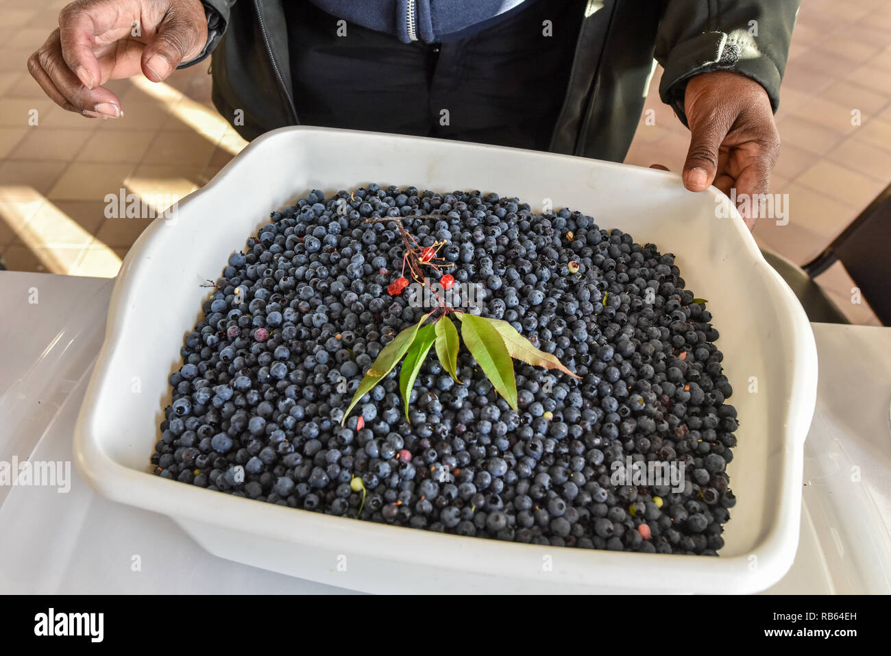 Picking wild blueberries , Northern Quebec, Canada Stock Photo - Alamy