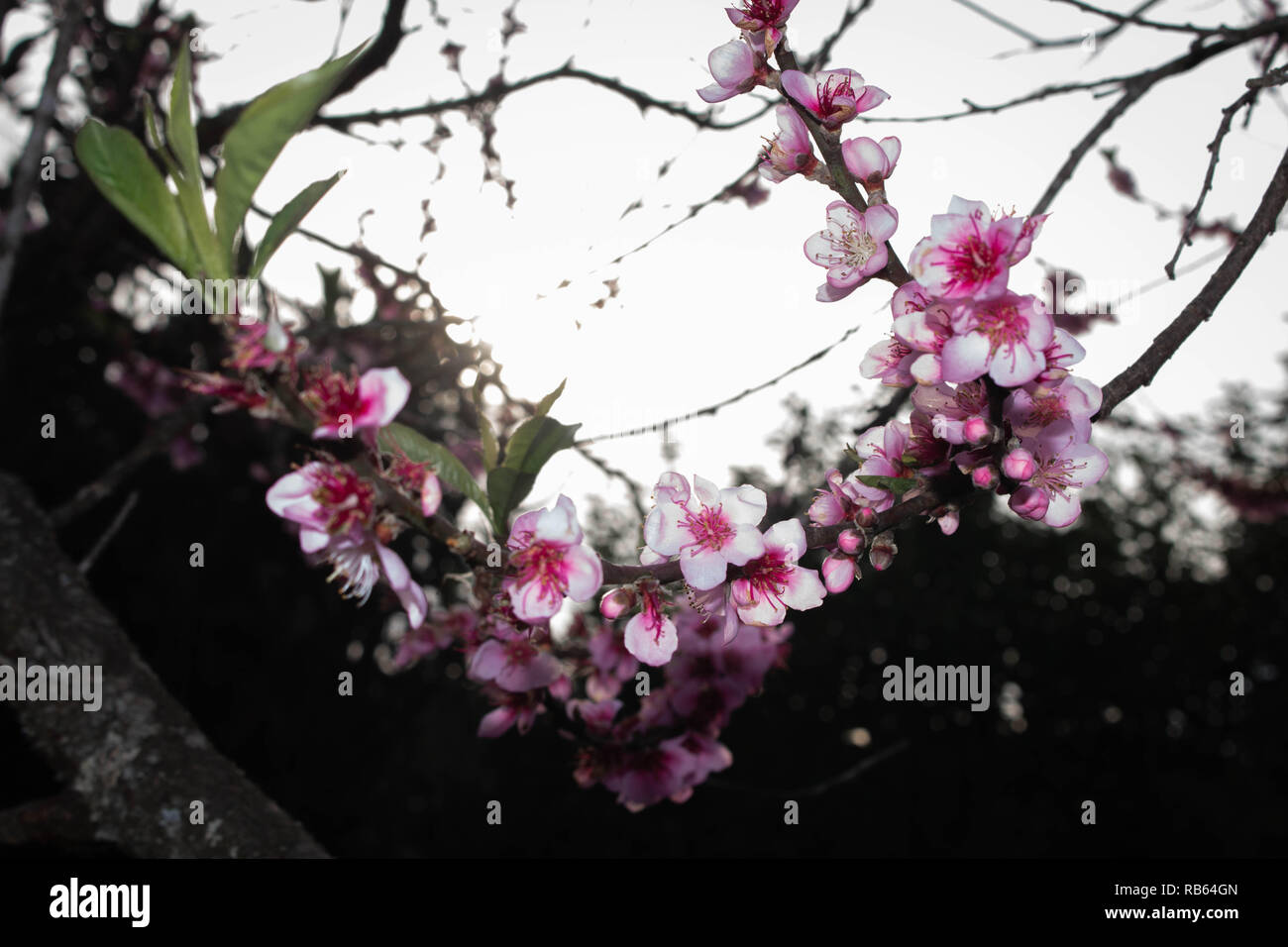 Rosed flower hi-res stock photography and images - Alamy