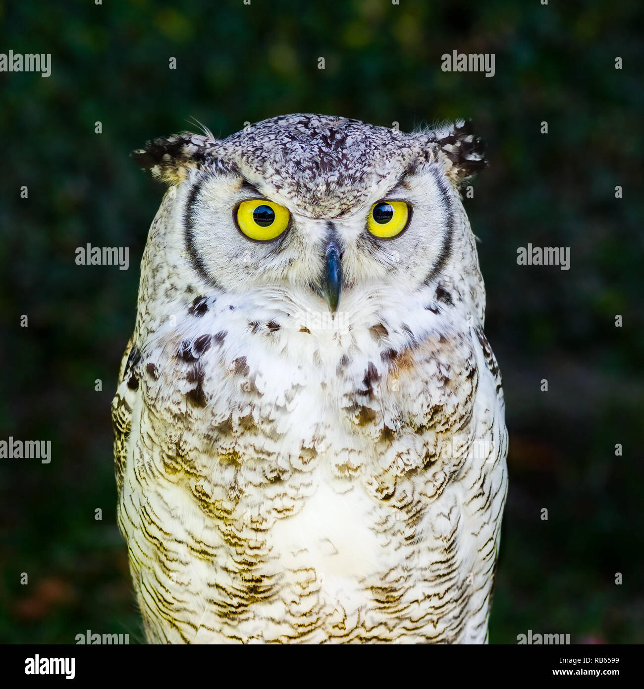 European Eagle Owl Stock Photo - Alamy
