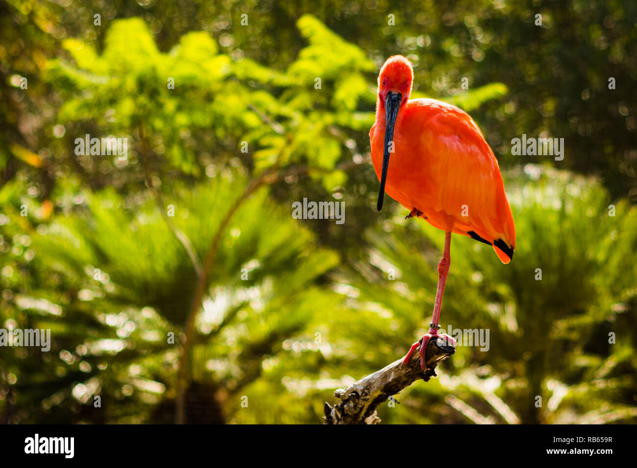 Scarlet ibis flying hi-res stock photography and images - Alamy