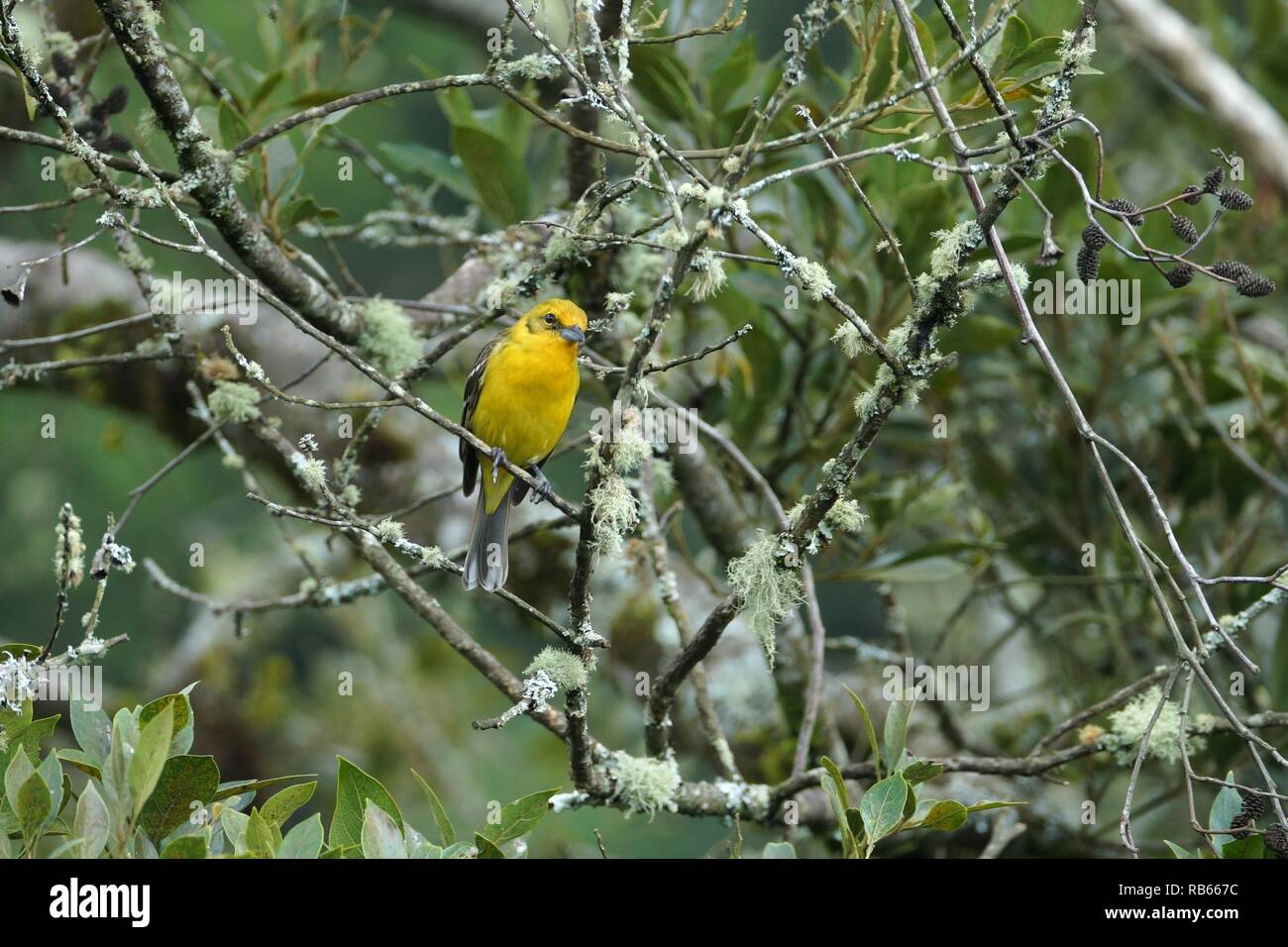 Female flame-colored Tanager (stripe-backed tanager) portrait in ...