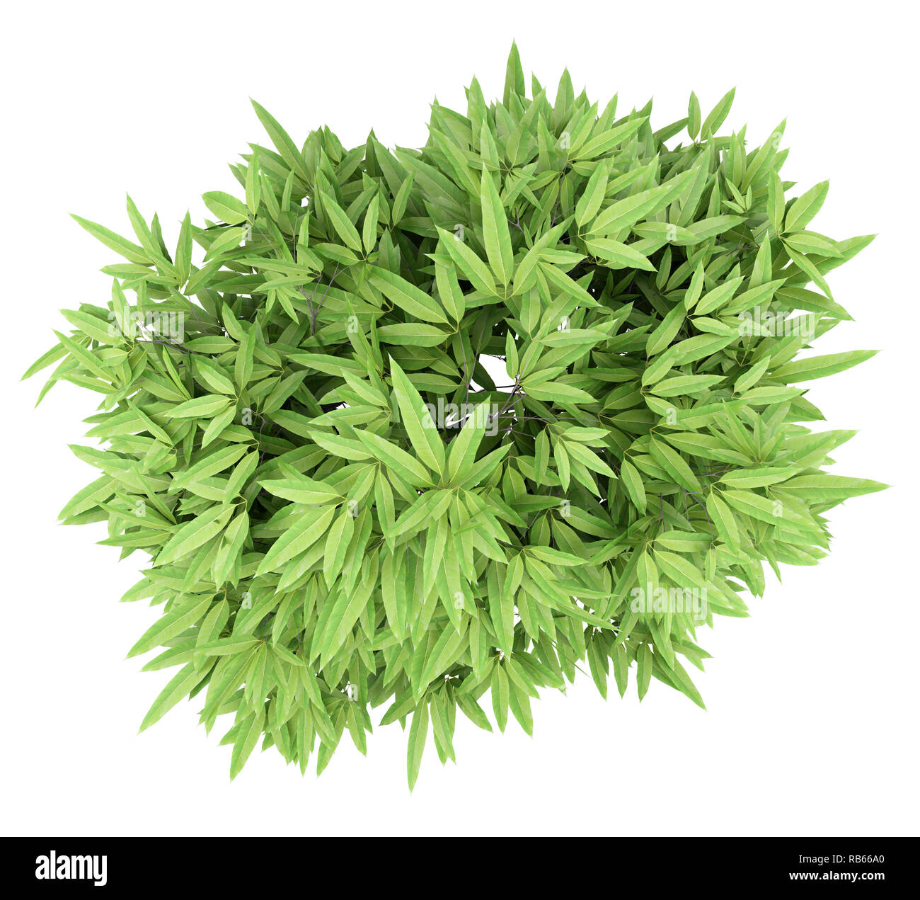 mango tree isolated on white background. top view. 3d illustration ...