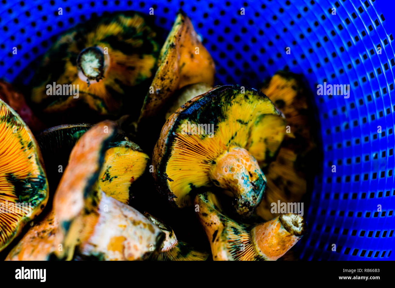 Bloody milk cap (Lactarius sanguifluus) mushrooms, famous mushrooms ...