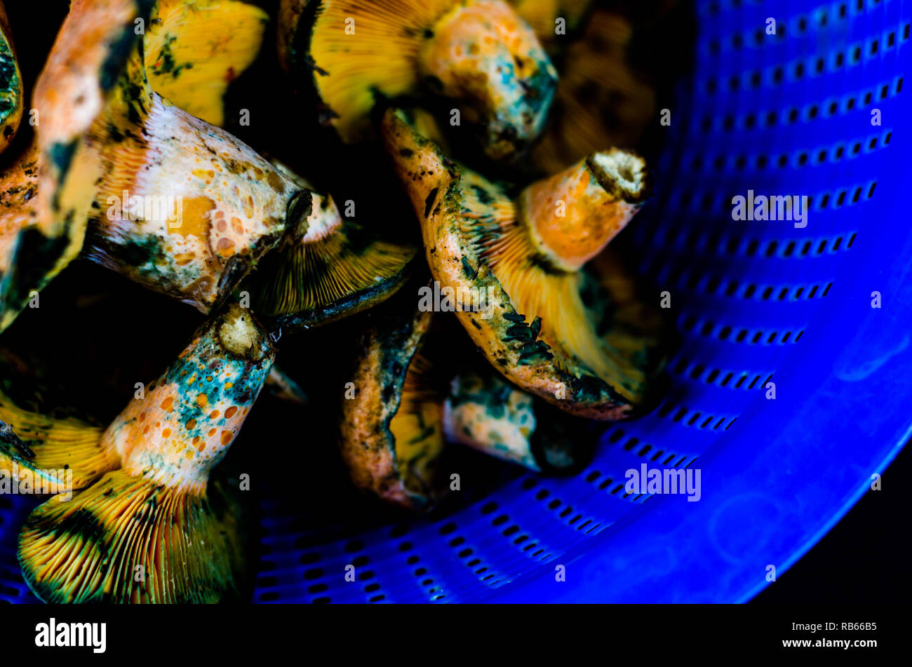 Bloody milk cap (Lactarius sanguifluus) mushrooms, famous mushrooms ...