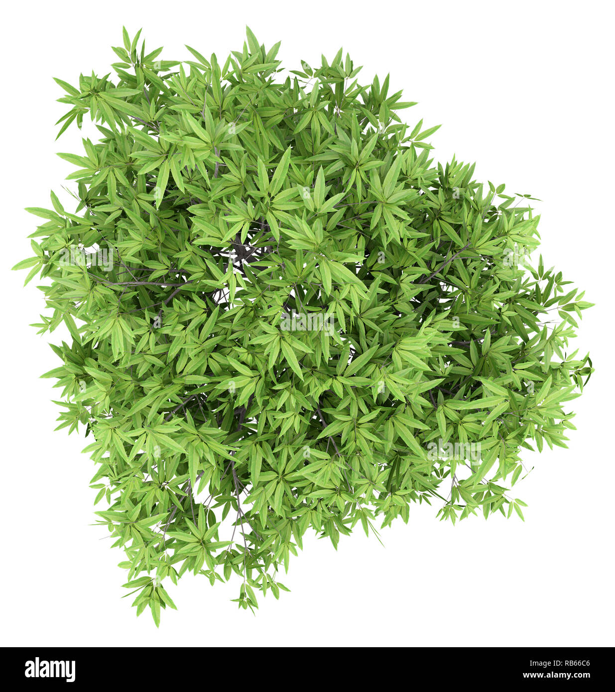 mango tree isolated on white background. top view. 3d illustration ...