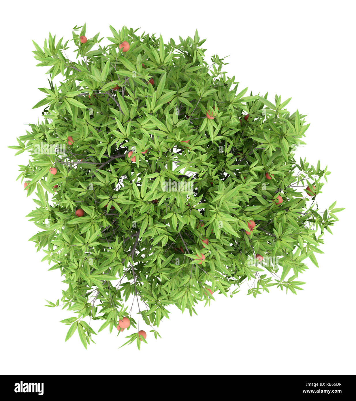 mango tree with mango fruits isolated on white background. top view. 3d ...