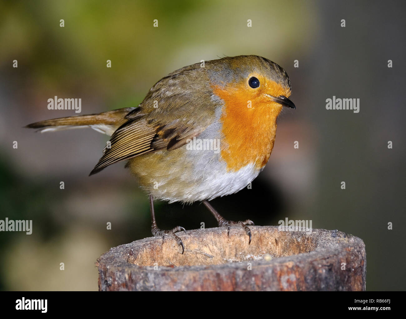 Robin house hi-res stock photography and images - Alamy