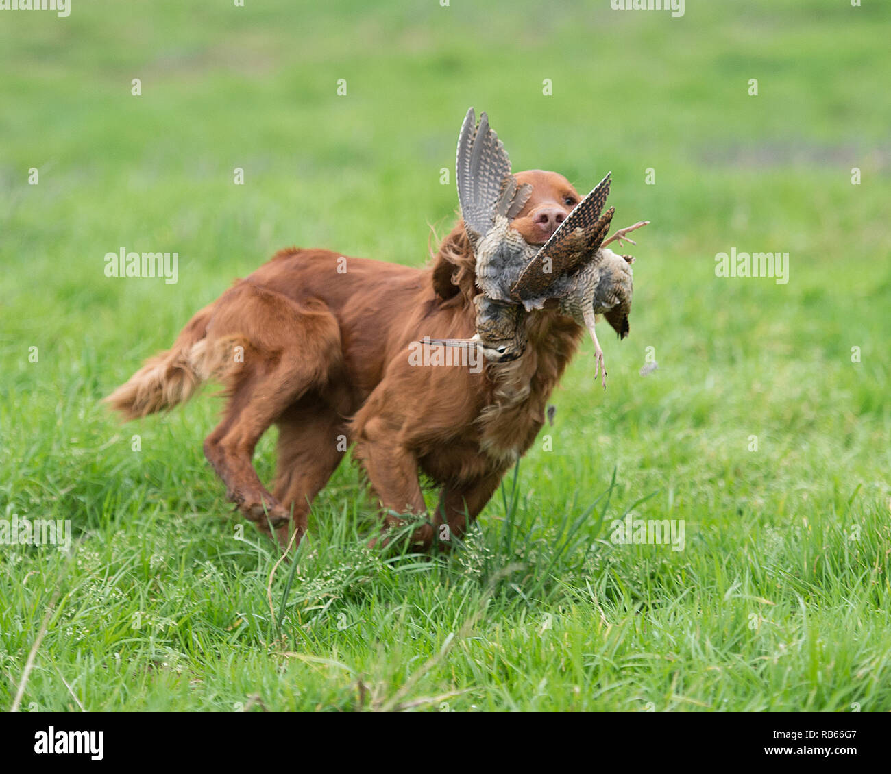 cocker spaniel carrying a woodcock Stock Photo - Alamy
