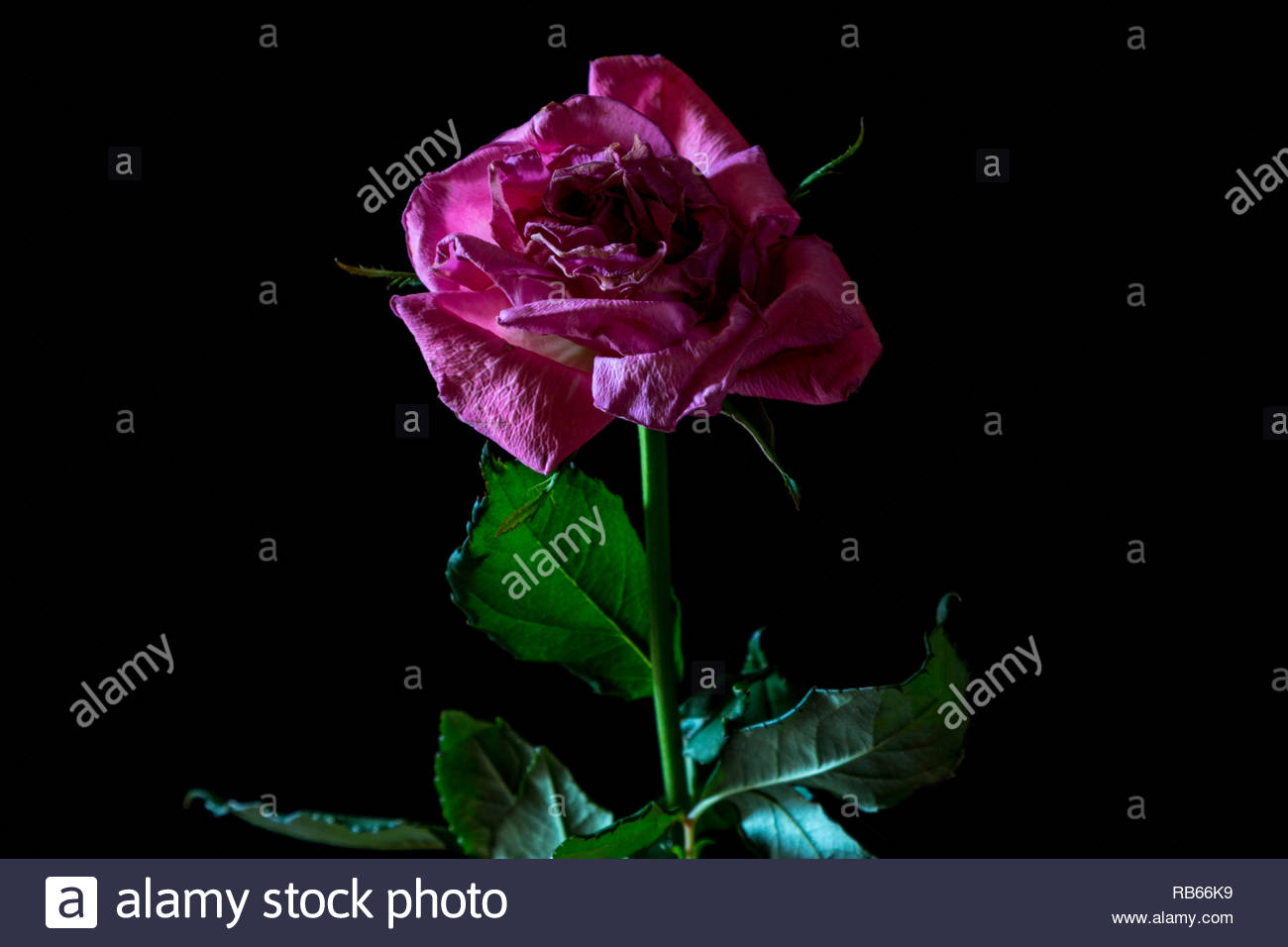 Wilting Rose High Resolution Stock Photography and Images - Alamy