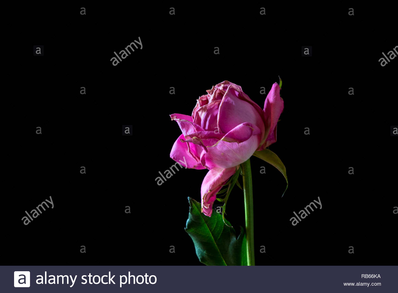 Wilting Rose High Resolution Stock Photography and Images - Alamy