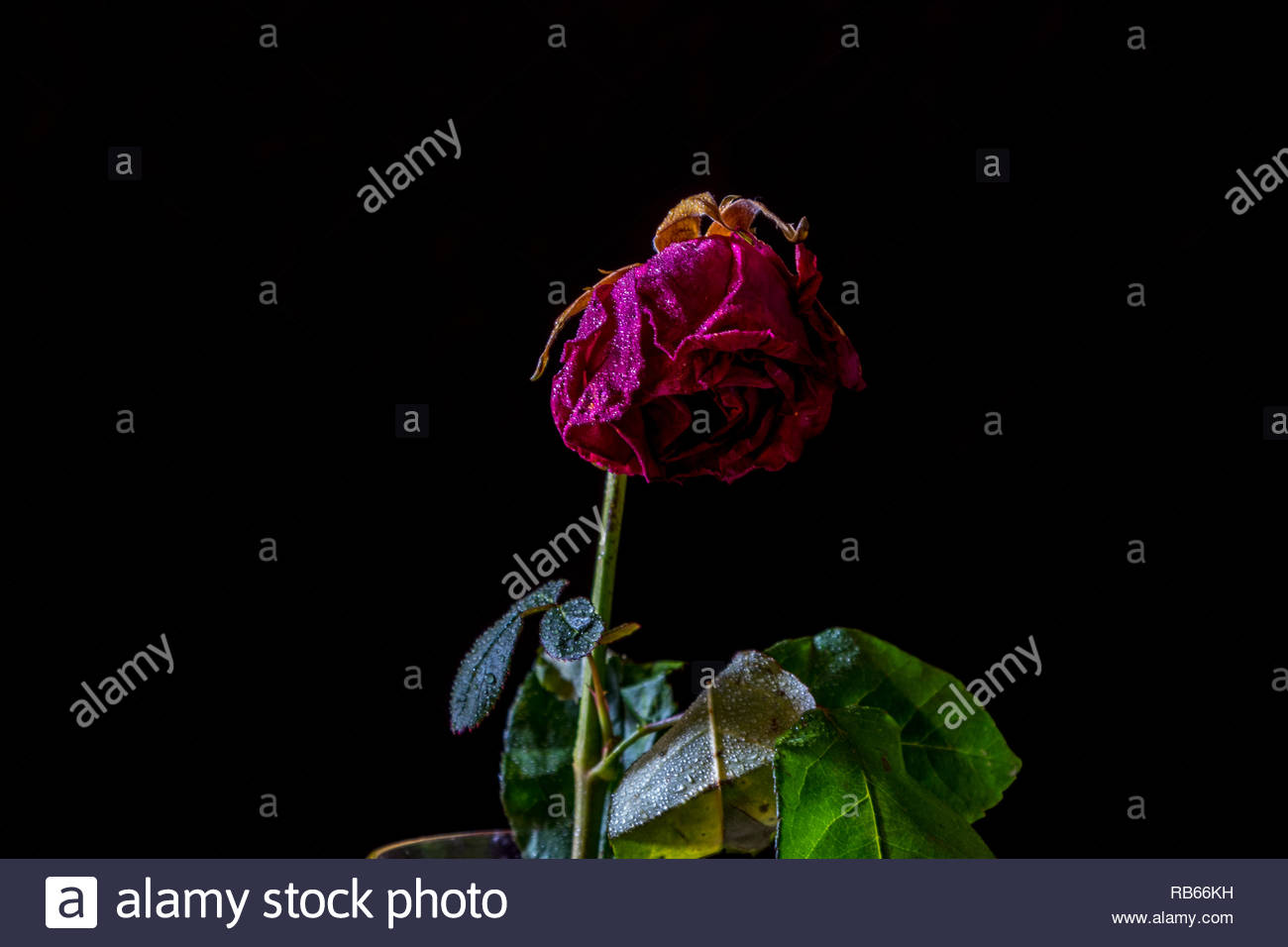 Wilting Rose High Resolution Stock Photography and Images - Alamy