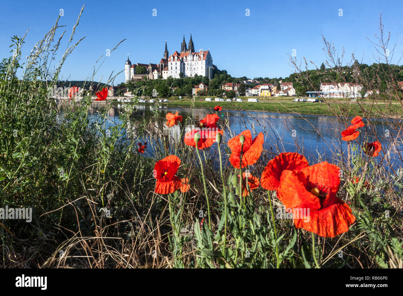 Red poppies on riverbank meadow, Elbe river Germany Meissen castle ...
