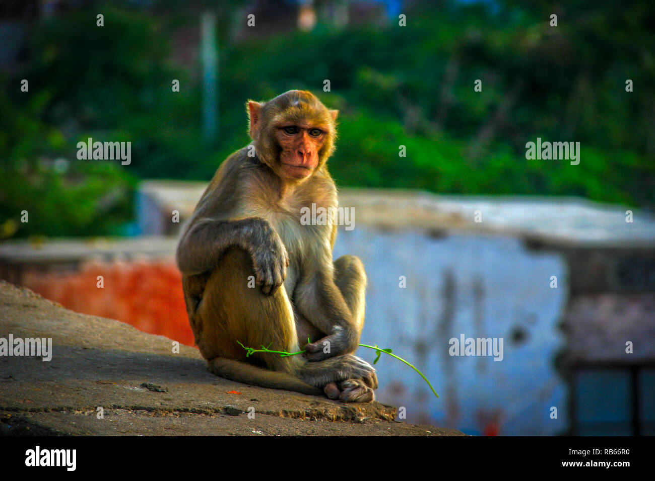 Rhesus macaque walking hi-res stock photography and images - Alamy